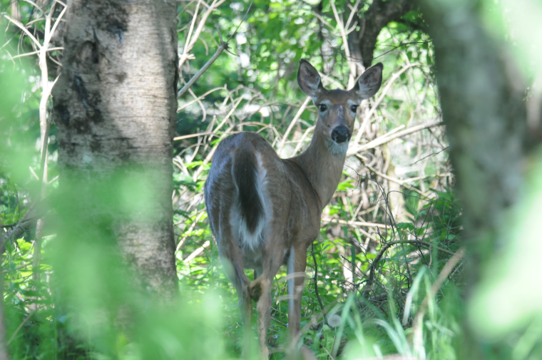 Vermont muzzleloader antlerless deer permit winners announced | Vermont ...
