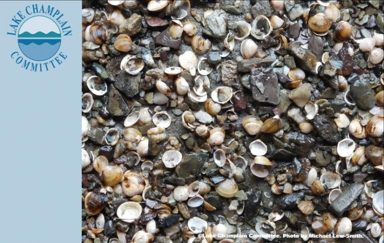 Help LCC hunt for Asian clams | Vermont Business Magazine